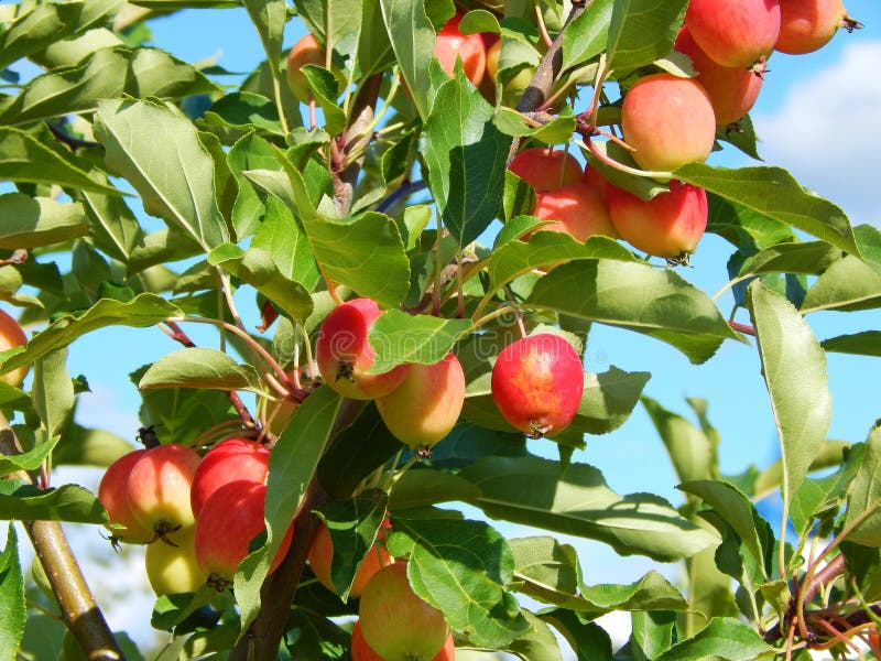 Un pommier avec des pommes photo stock. Image du neuf - 57702492