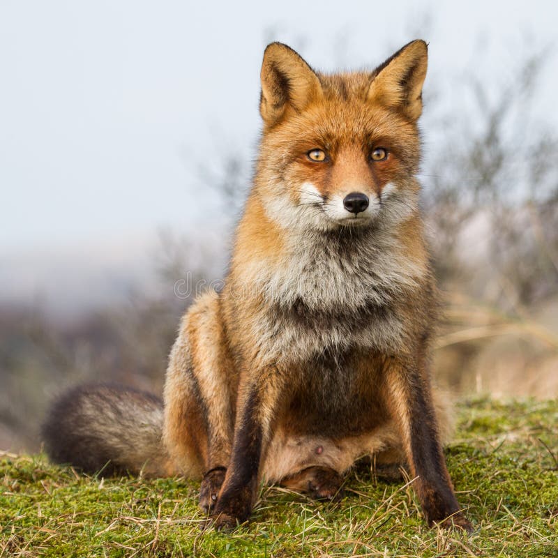 32,511 Photos de Portrait D Un Renard - Photos de stock gratuites et ...