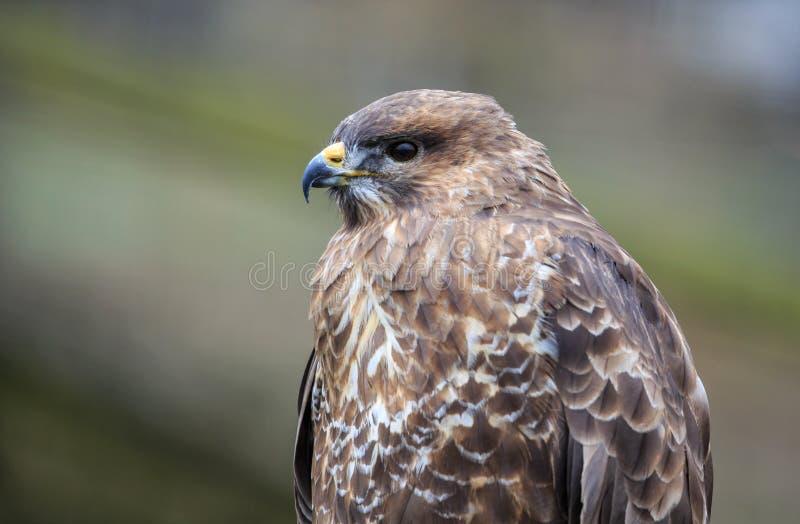 Buse Commune Photos Stock - Téléchargez 905 Photos libres de droits