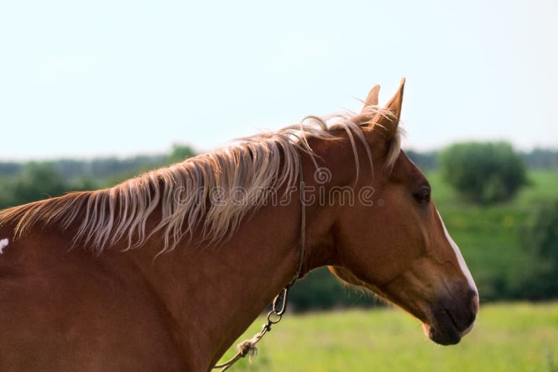 Un Portrait De Cheval Rouge Image stock - Image du jour, tranquille ...