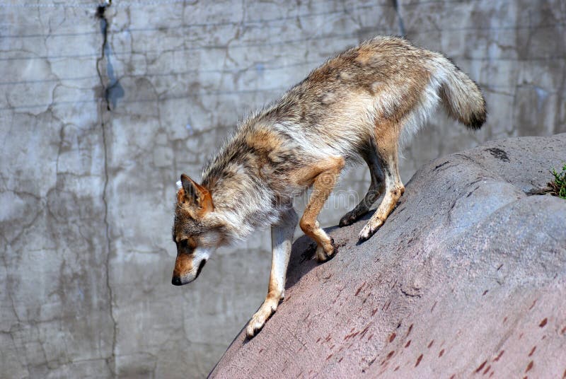 2,742 Photos de Profil De Loup - Photos de stock gratuites et libres de ...