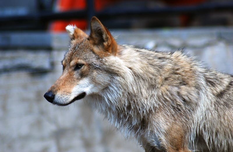 2,999 Photos de Profil De Loup - Photos de stock gratuites et libres de ...