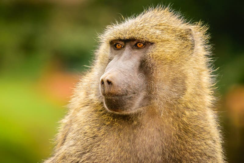 Babouin sauvage image stock. Image du faune, bouche, closeup - 22066887