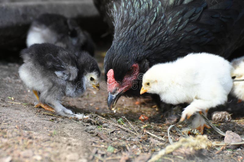 Un Poussin D'un Jour Et Sa Maman Image stock - Image du adorable, maman ...