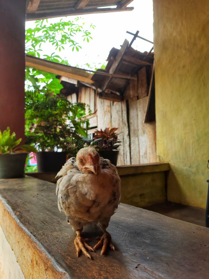 Un Poussin Qui Dort Par Terre Photo stock - Image du faune, centrale ...