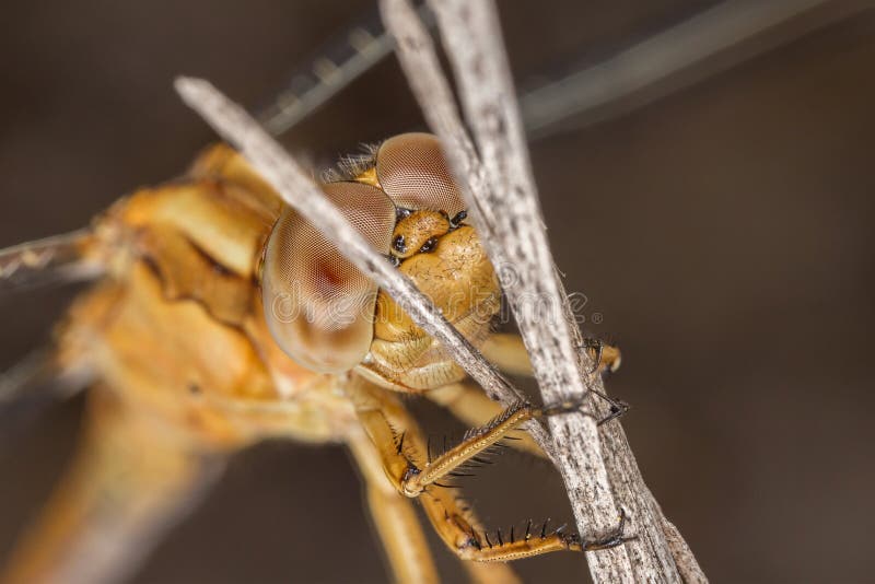 Un Primo Piano Della Libellula Fotografia Stock - Immagine di ...