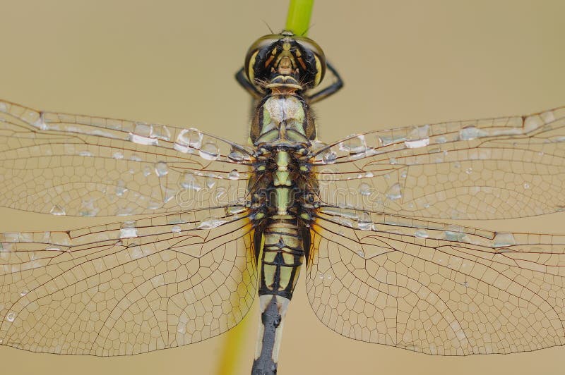 Un Primo Piano Della Parte Posteriore Della Libellula Fotografia Stock ...