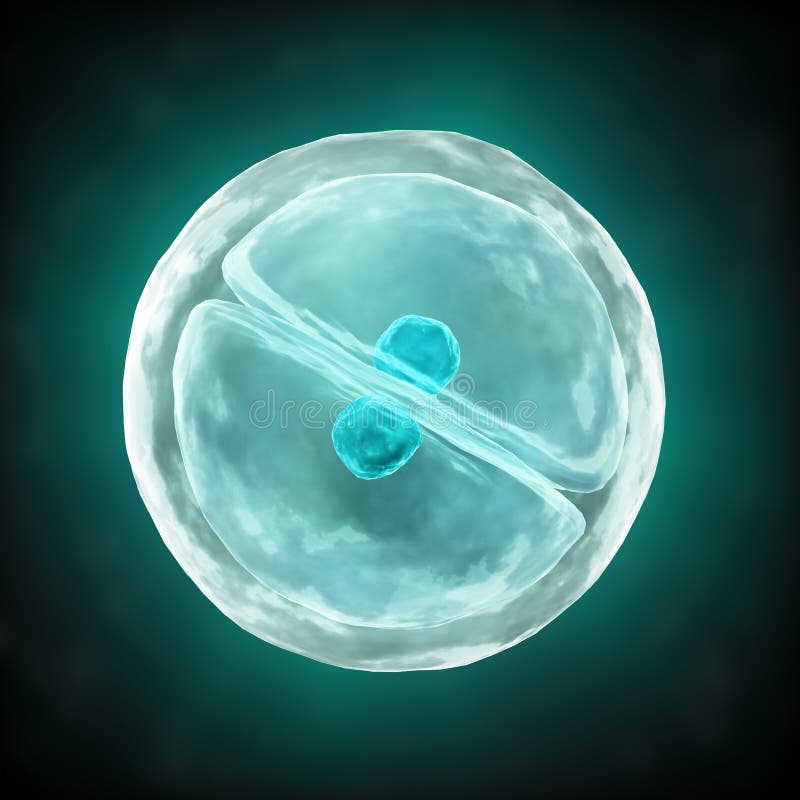 Un Proceso De La División Celular Stock de ilustración - Ilustración de ...