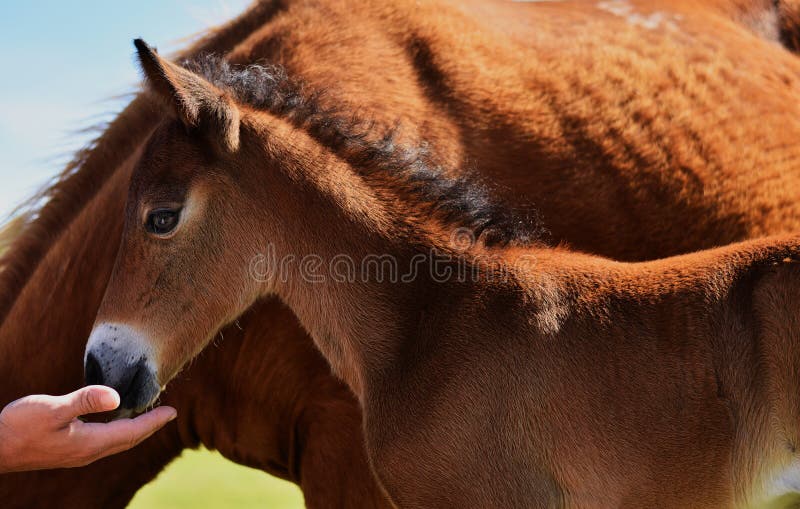Un puledro immagine stock. Immagine di cavallo, palma - 101806307