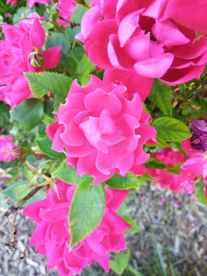 Racimo de flores rosadas imagen de archivo. Imagen de vástago - 2734363