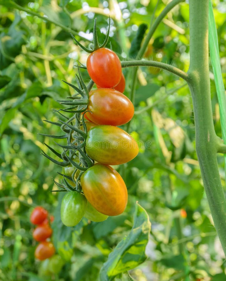 Un racimo de tomates foto de archivo. Imagen de cubo - 69073634