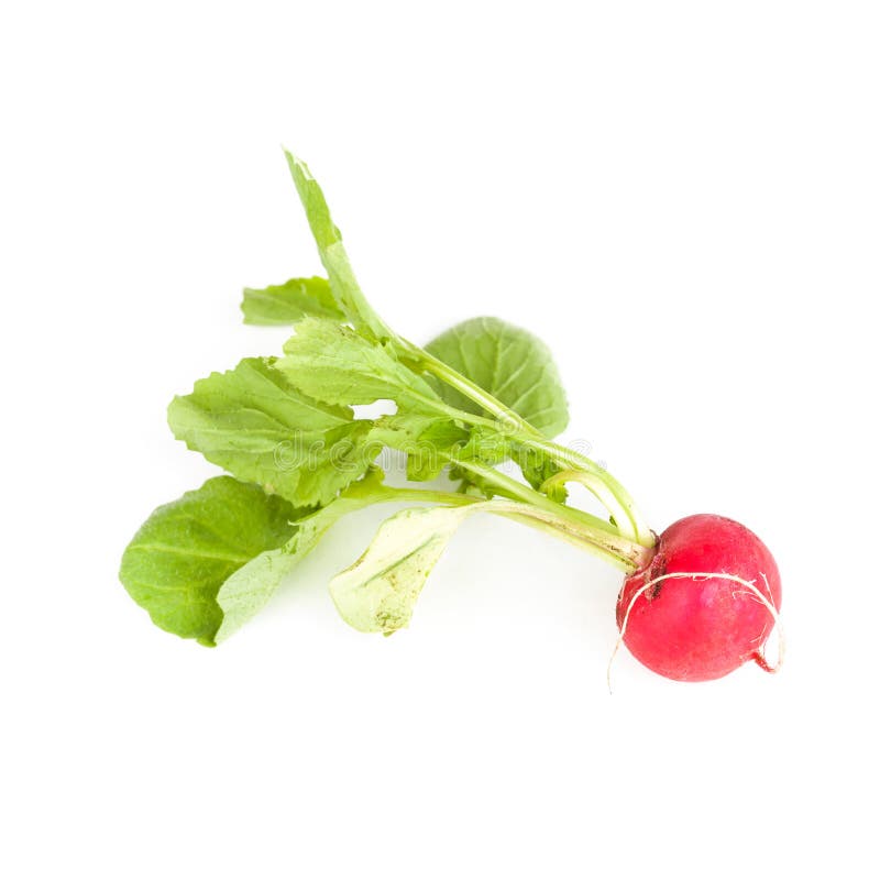 Un radis de jardin photo stock. Image du nutrition, fermer - 38856160