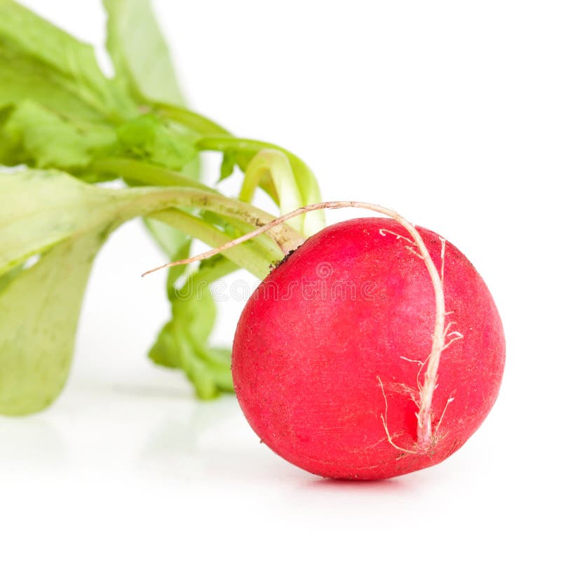 Un radis de jardin photo stock. Image du nutrition, fermer - 38856160