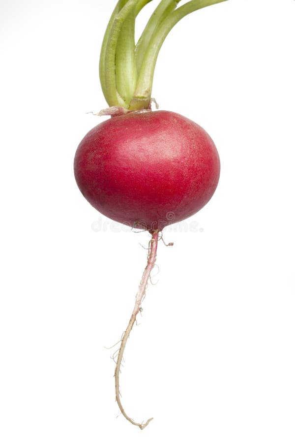 Un radis rouge image stock. Image du studio, vitamines - 12184791