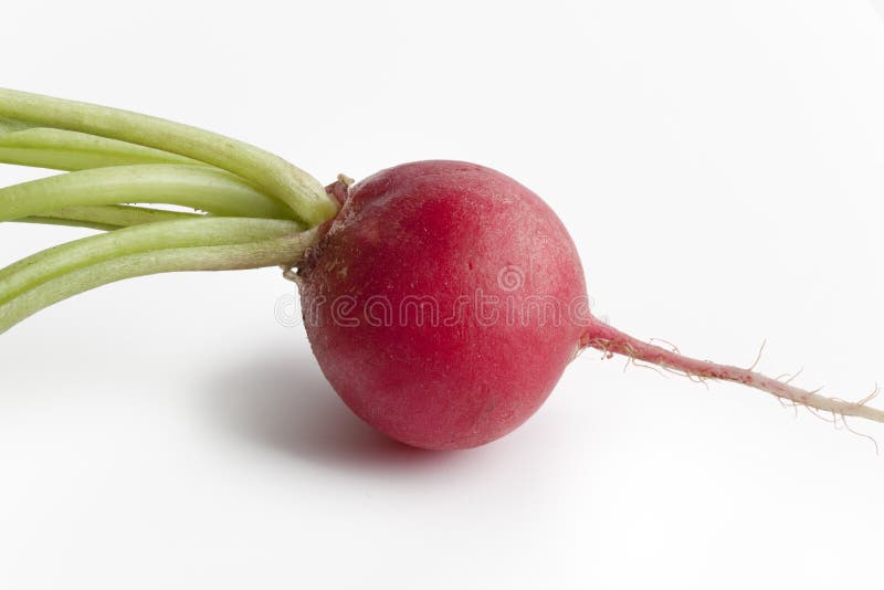 Un Radis Rouge, Raphanus Sativus Image stock - Image du vitamines, sain ...