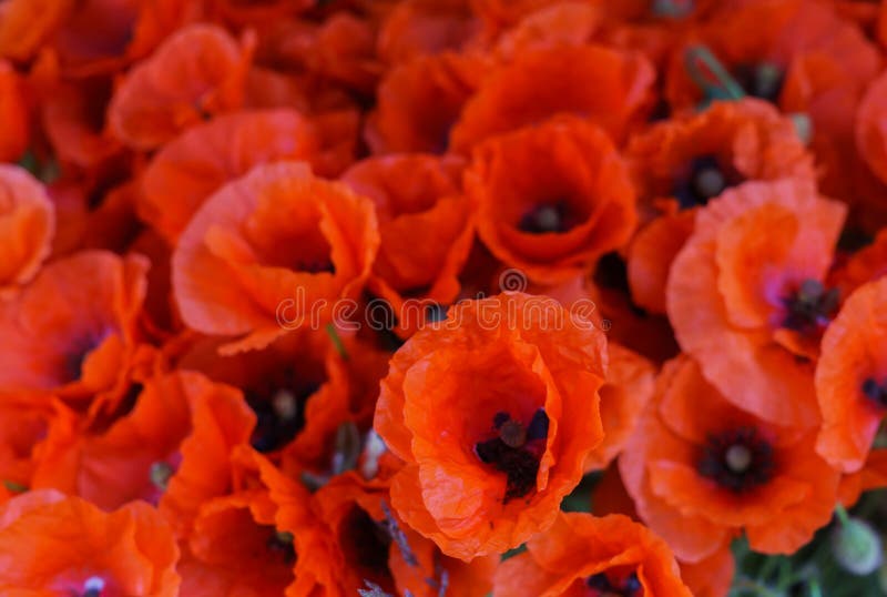 Un Ramo De Amapolas De Campo En Una Tabla En Un Florero Foto de archivo ...