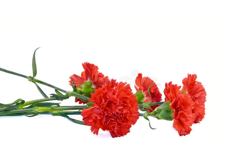 Tres Claveles Rojos imagen de archivo. Imagen de flora - 16245525