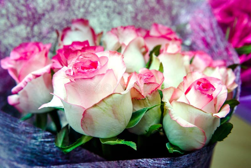 Un ramo de rosas rosadas foto de archivo. Imagen de macro - 160804430