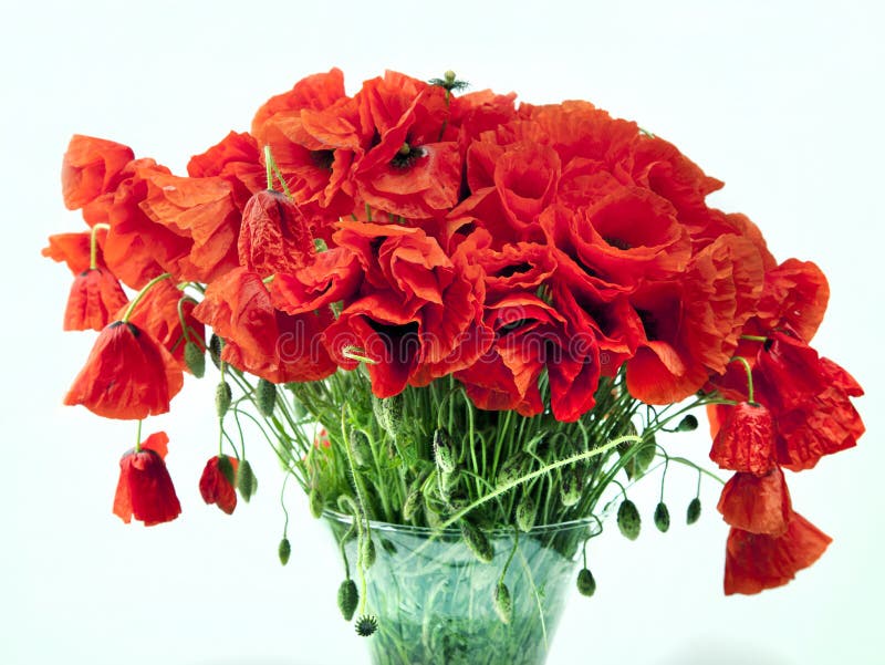 Un Ramo Hermoso De Amapolas Rojas Foto de archivo - Imagen de amapola ...