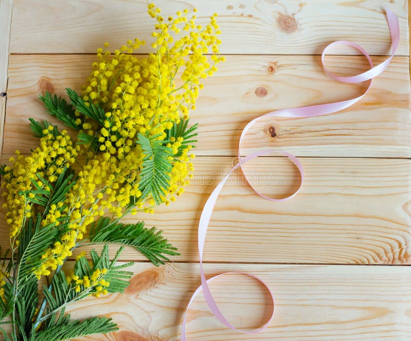 Un Ramoscello Della Mimosa Con Un Nastro Rosa Immagine Stock - Immagine ...