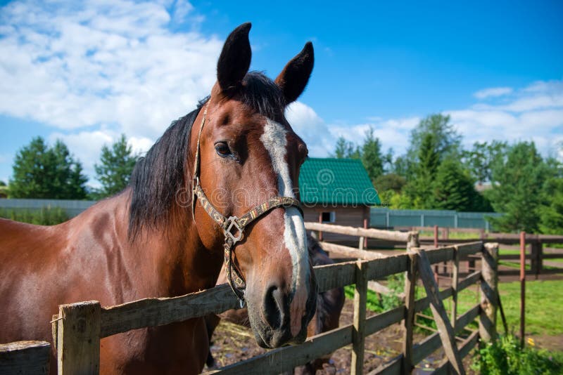 Un Rancho Del Caballo Con Los Caballos Foto de archivo - Imagen de ...