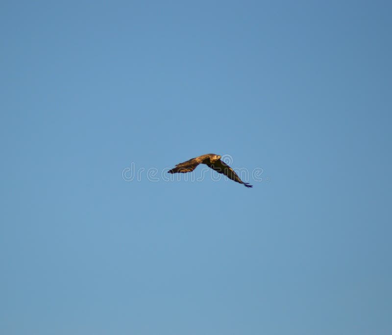 Un Rapace En Vol Dans Un Ciel Bleu Image stock - Image du aigle, nature ...