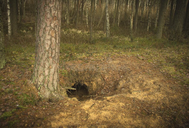 Un Repaire Naturel Du ` S De Loup Photo stock - Image du abri, marais ...