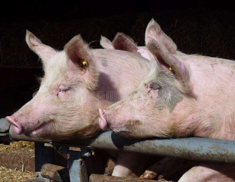 Un Retrato De Dos Cerdos Juveniles Foto de archivo - Imagen de hocico ...