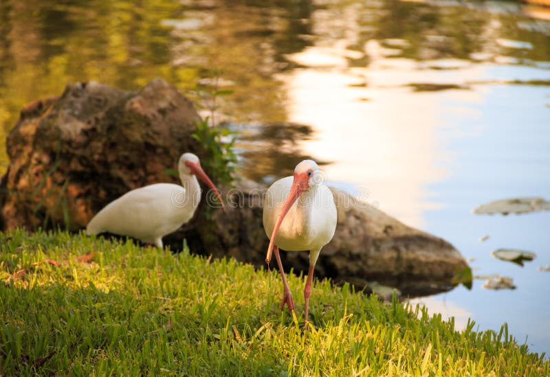 Un Retrato De Un Ibis Blanco Americano Imagen de archivo - Imagen de ...