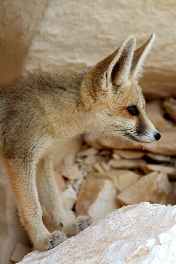 Un Fox Del Desierto En El Desierto Blanco Foto de archivo - Imagen de ...