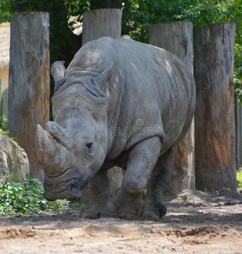 Un rinoceronte foto de archivo. Imagen de nariz, grande - 95250314