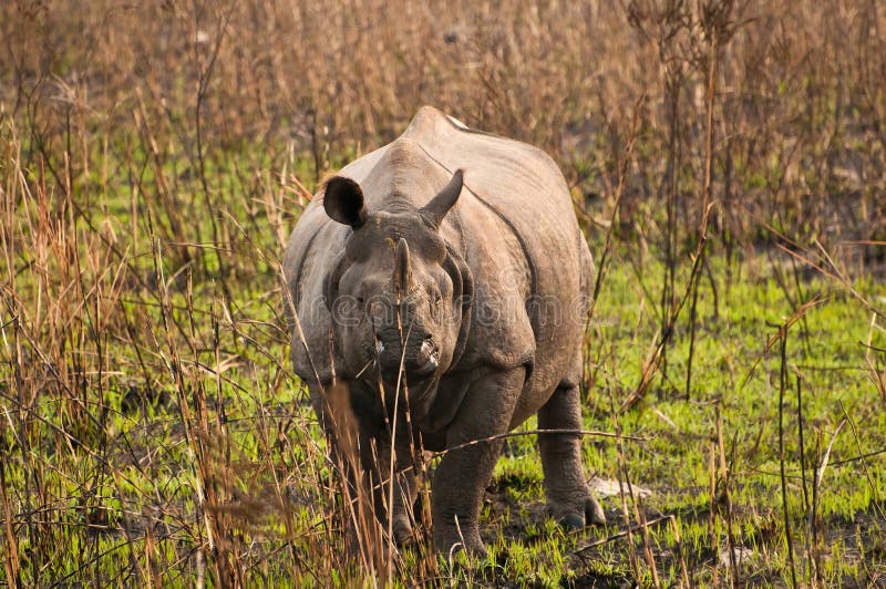 Un rinoceronte de cuernos foto de archivo. Imagen de cubo - 29686476