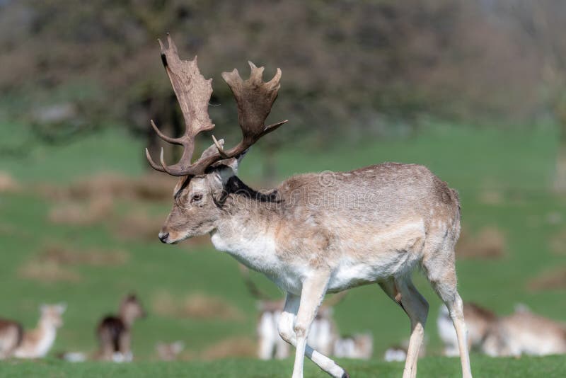 Un Ritratto Di Un Daino Maschio Che Cammina Attraverso Un Campo, Come ...