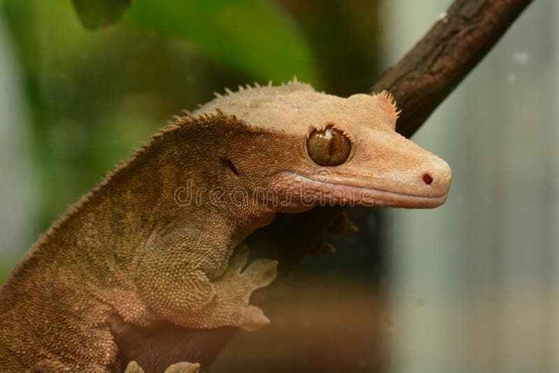 Un Ritratto Crestato Del Geco Immagine Stock - Immagine di rettile ...