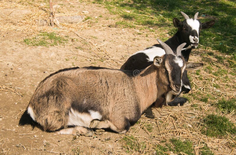 Capre tibetane sui fiori fotografia stock. Immagine di ritratto - 77727492