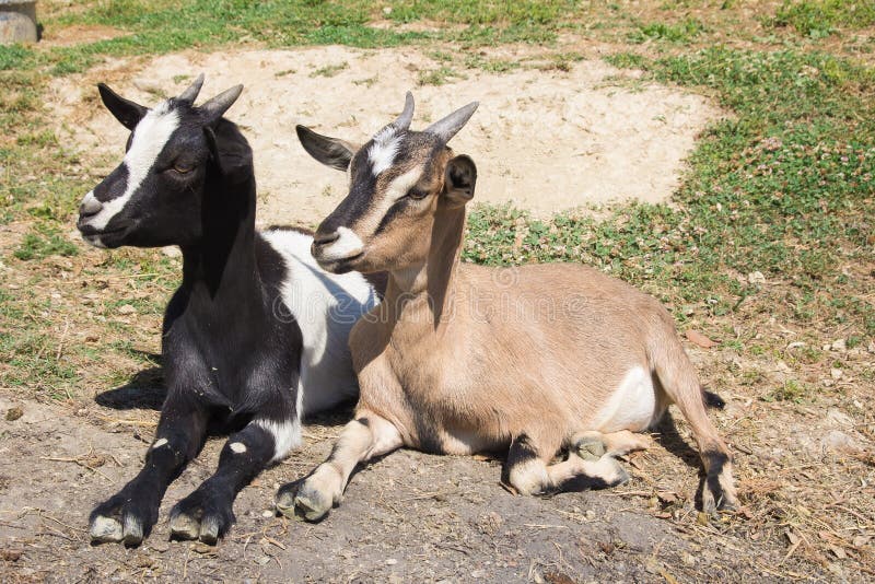 Un Ritratto Di Due Capre Tibetane Immagine Stock - Immagine di podere ...