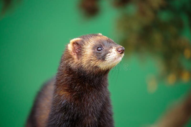 Puzzola Europea (putorius Del Mustela) Immagine Stock - Immagine di ...