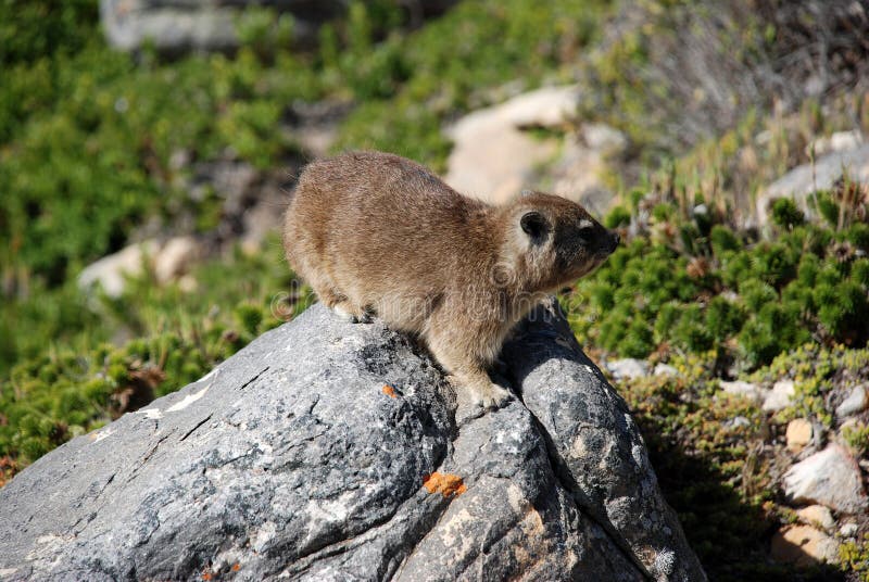 Roedor En Roca En El Parque Nacional De Serengeti, Tanzano Imagen de ...