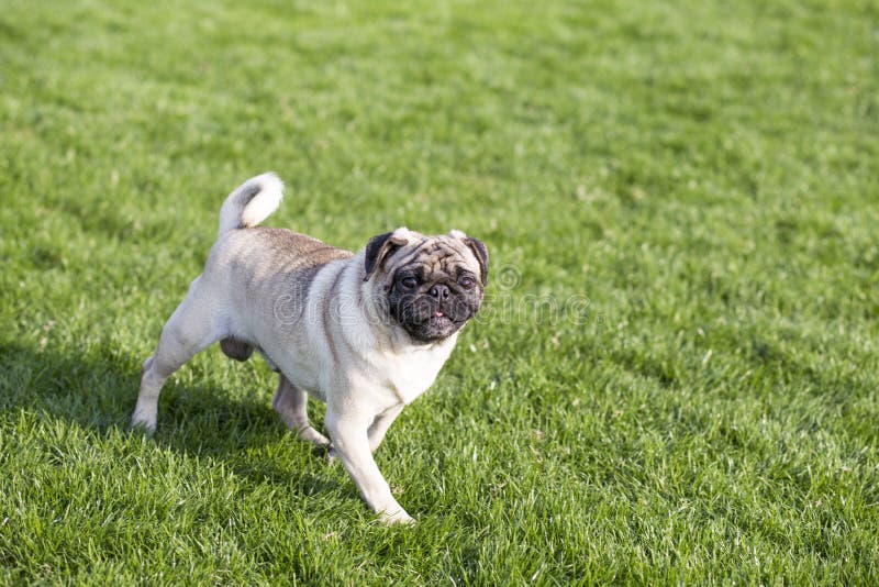 Roquet Photos Stock - Téléchargez 20,831 Photos libres de droits