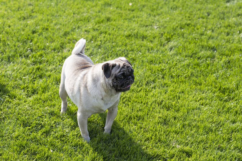 Un roquet image stock. Image du grand, verticale, rides - 104511273