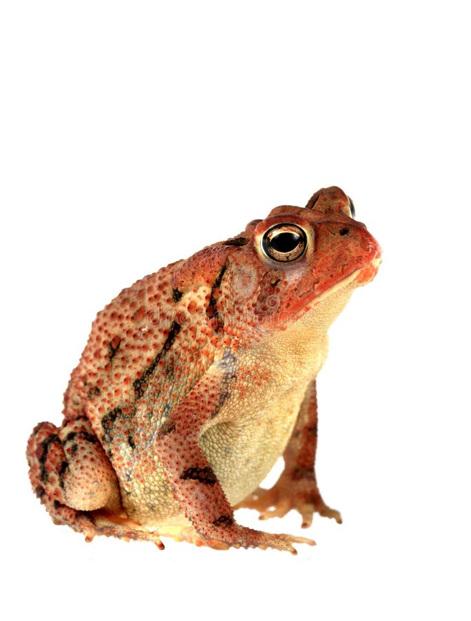 Sapo Aislado En El Fondo Blanco Foto de archivo - Imagen de venenoso ...