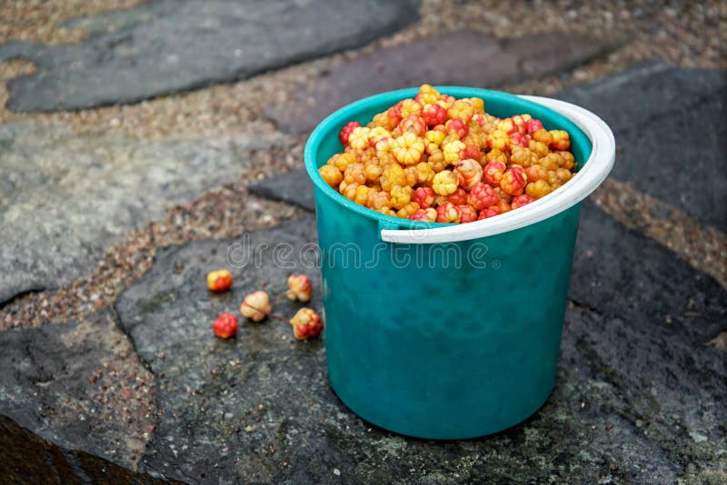 Il Secchio Pieno Di Chiara Acqua Aumenta Dal Pozzo Profondo Fotografia ...