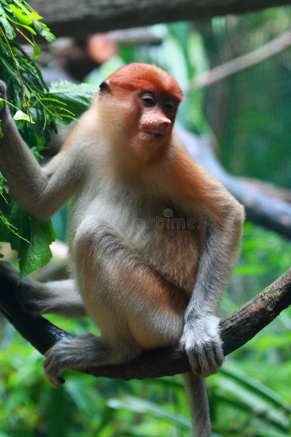 Singe De Buse (larvatus De Nasalis) Ou Singe Au Nez Long Photo stock ...