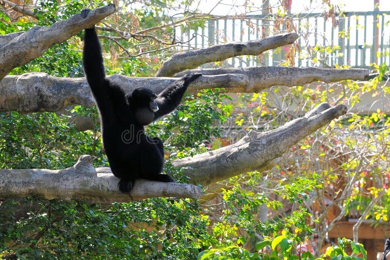 Singe de gibbon de Siamang photo stock. Image du noir - 20659104