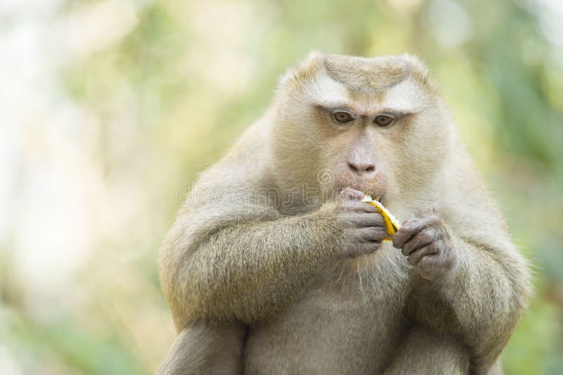 Singe Avec Une Banane Photos Stock - Téléchargez 137 Photos libres de ...