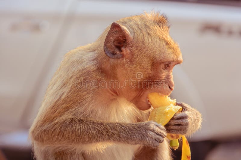 Le singe mange la banane photo stock. Image du animal - 25073420