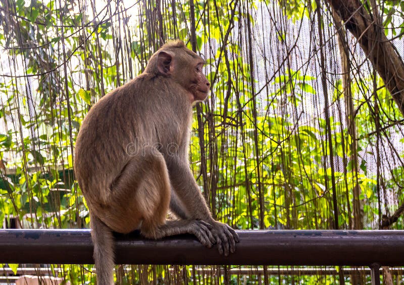 Un Singe Sauvage Dans Le Zoo Image stock - Image du singe ...