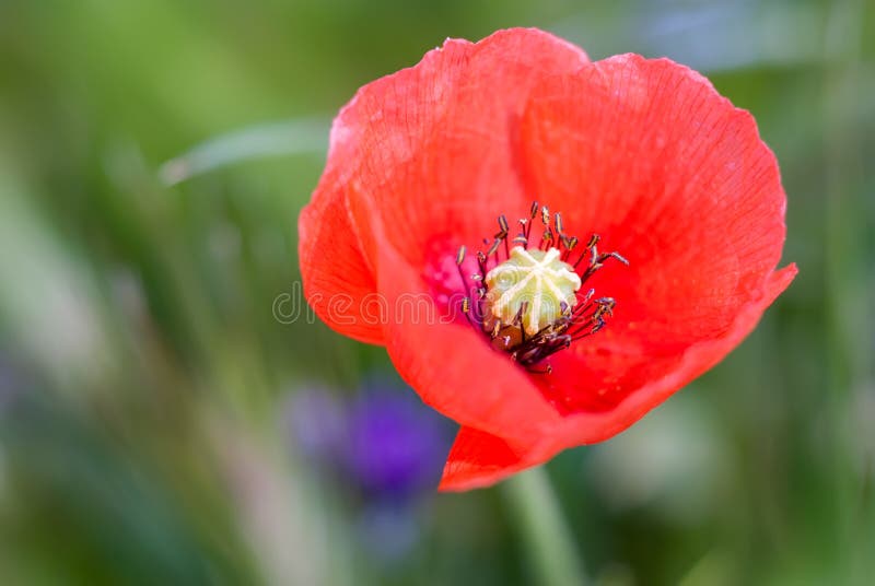 Un Singolo Papavero Comune Rosso Closeup Immagine Stock - Immagine di ...