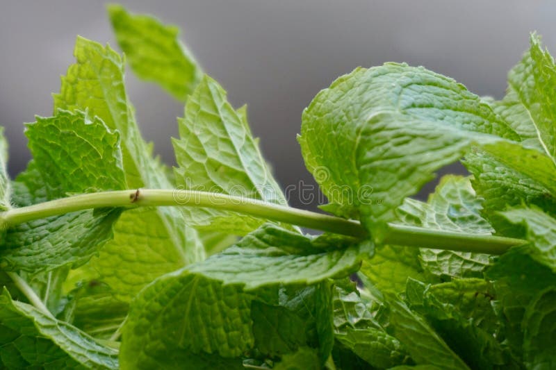 Tallo de la menta imagen de archivo. Imagen de hierbas - 2473051