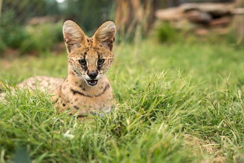 Un Tierboskat Giovanile Che Si Siede Tranquillamente Immagine Stock ...